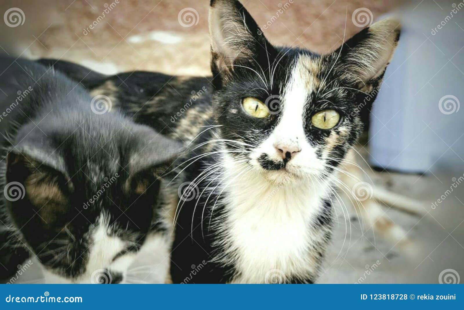 Katter arkivfoto. Bild av katter, husdjur, fluffigt - 123818728