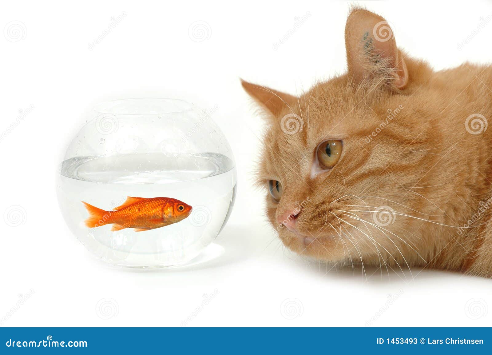 Kattfisk fotografering för bildbyråer. Bild av äta, guldfisk - 1453493