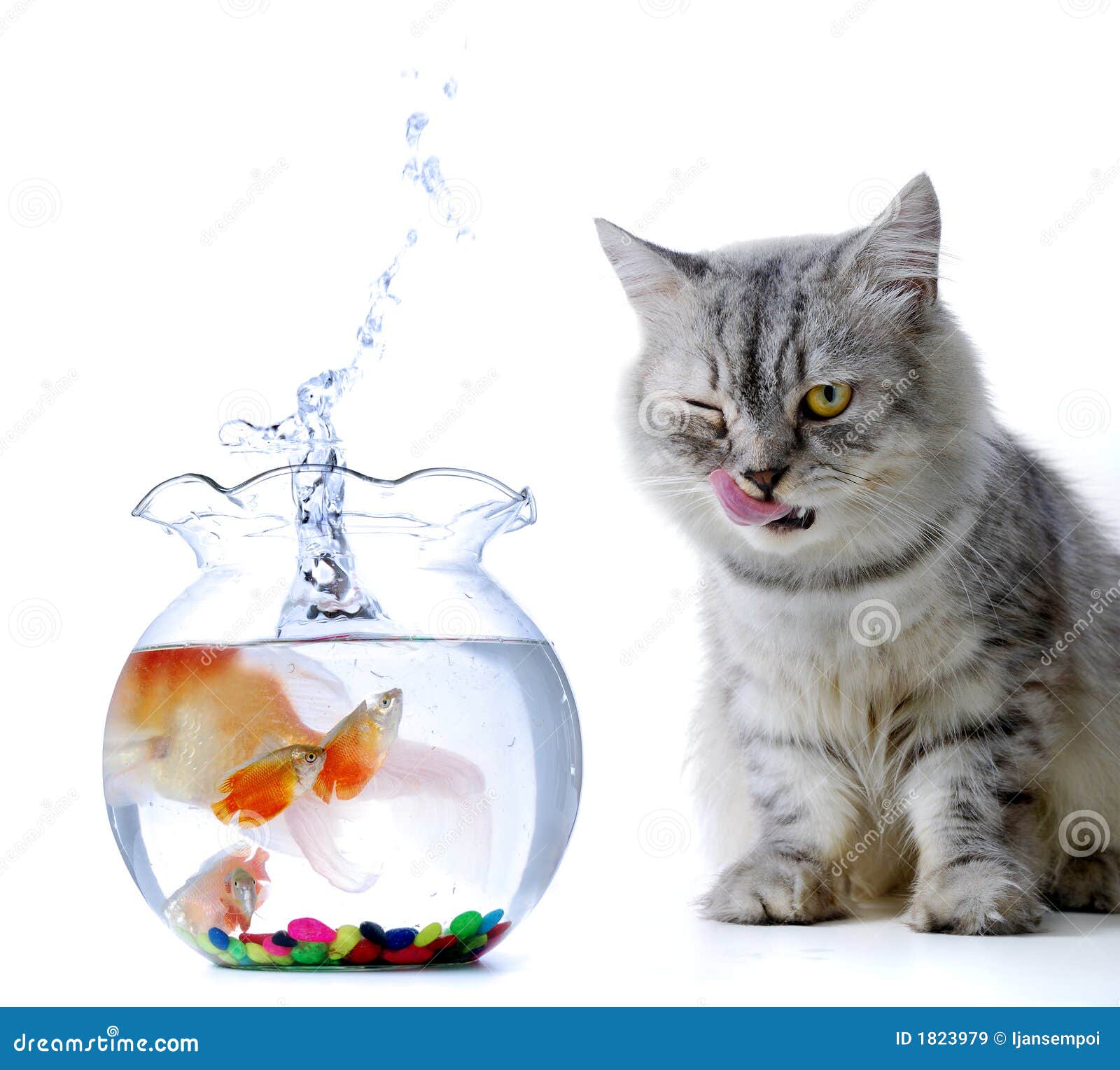 Kattfisk fotografering för bildbyråer. Bild av öga, angus - 1823979