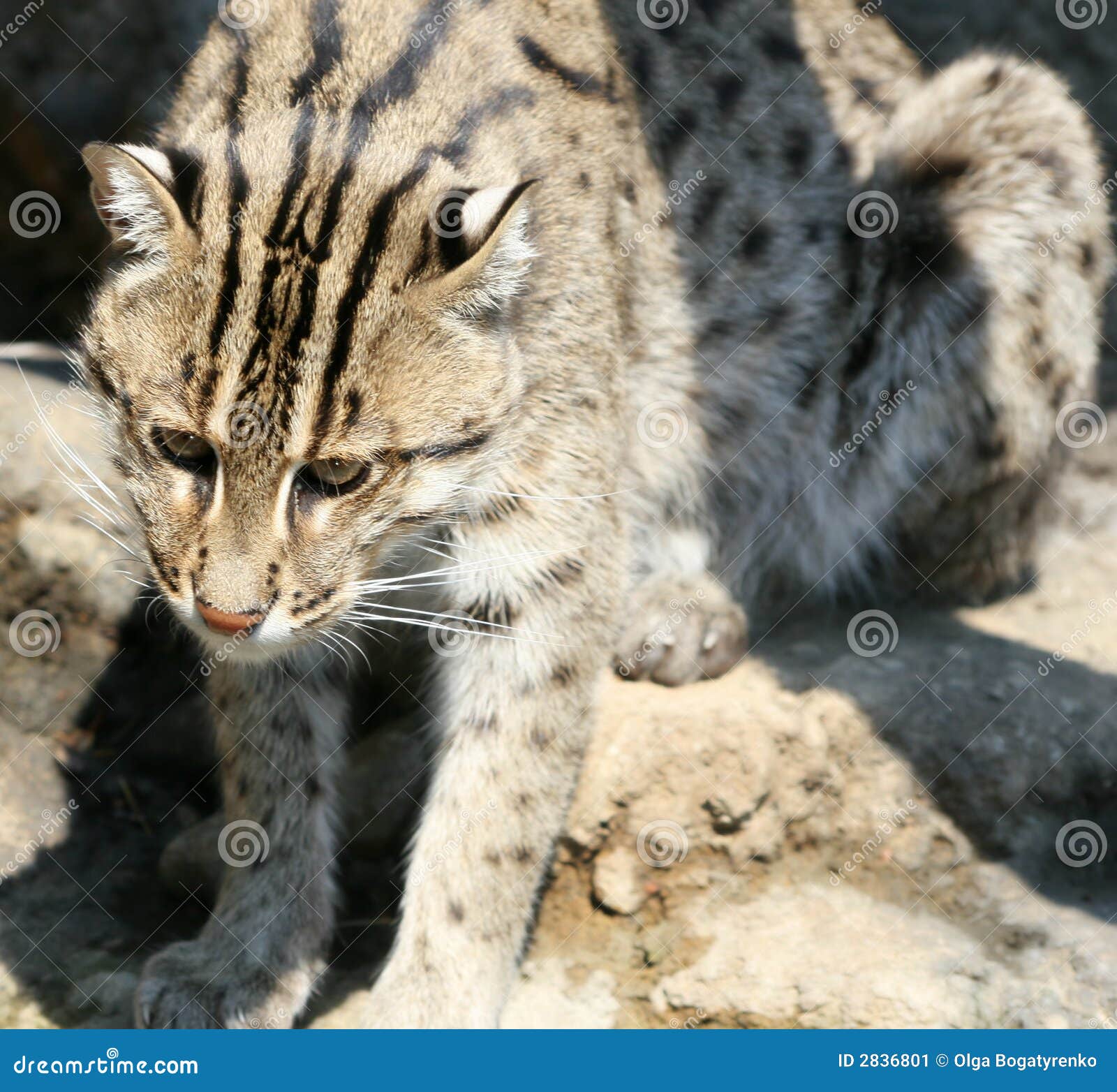 Kattfiske fotografering för bildbyråer. Bild av köttätare - 2836801