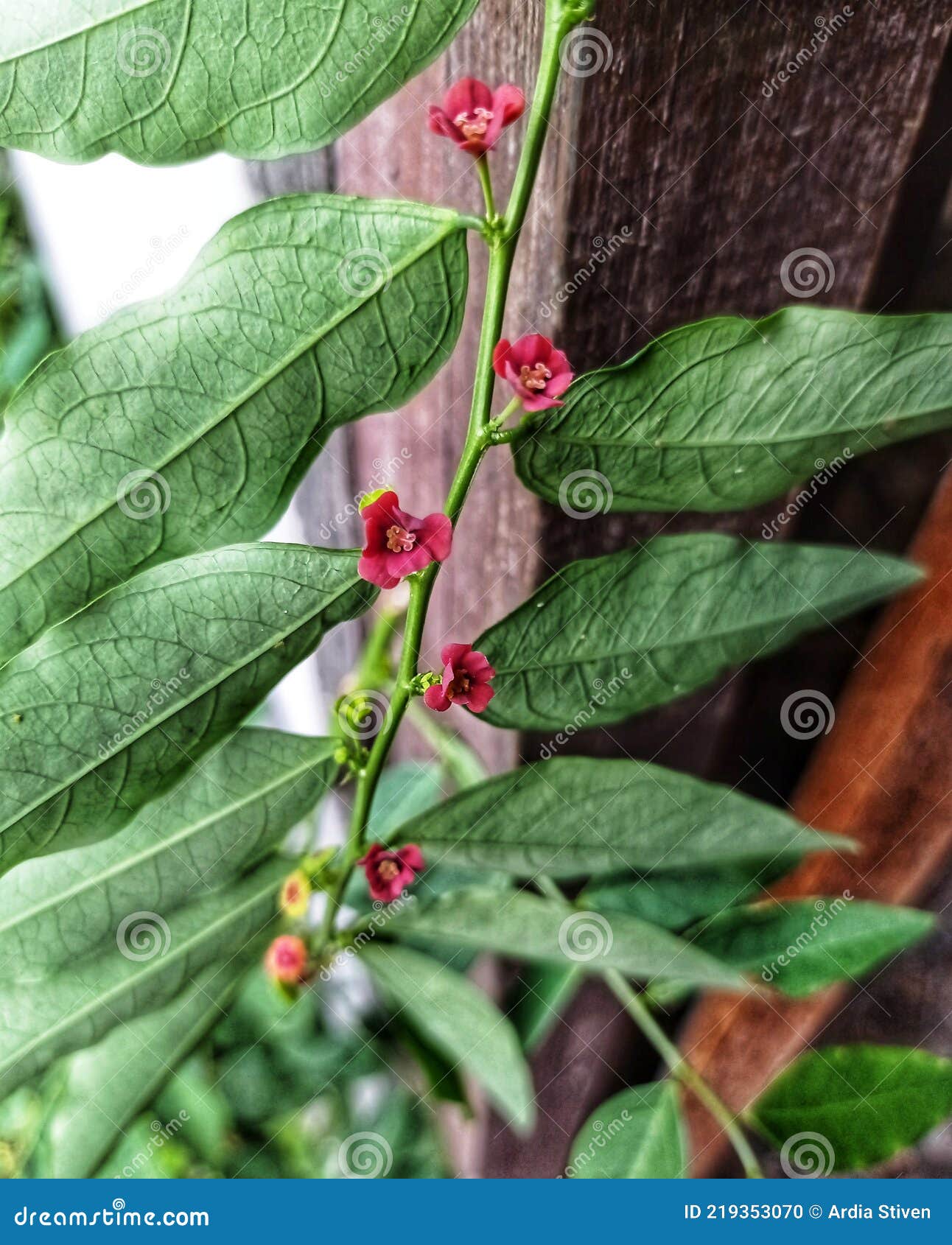 Katuk Flower Tropical Plant Stock Photo - Image of katuk, plant: 219353070