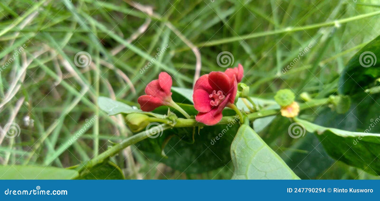 Katuk Plant with Small Red Flowers Stock Photo - Image of flower, grass ...