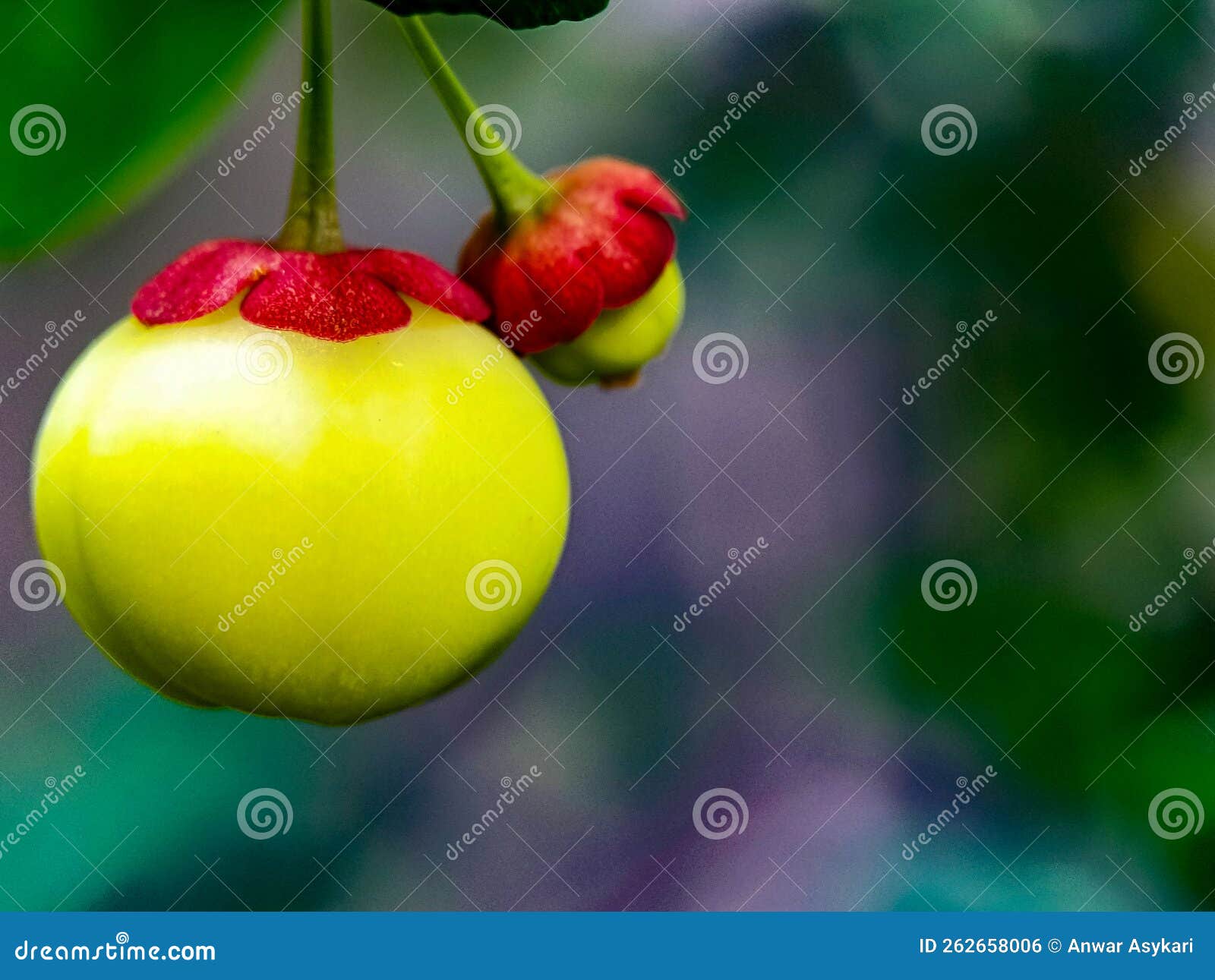 Katuk Tree Fruit in Macro Portrait Stock Photo - Image of vegetable ...