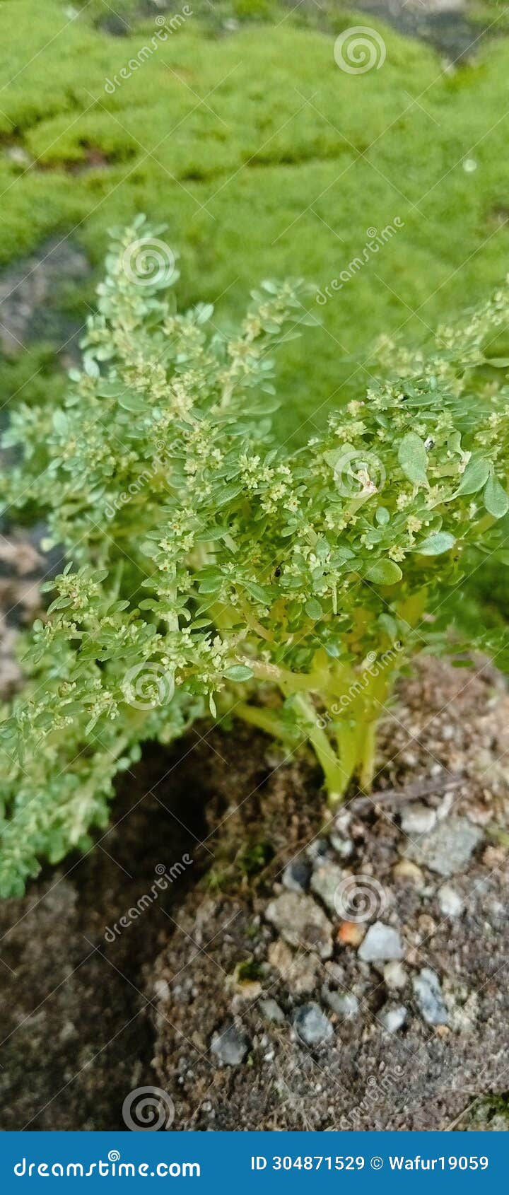 Katumpangan Weed is a Type of Weed that Thrives in Humid Climates. this ...