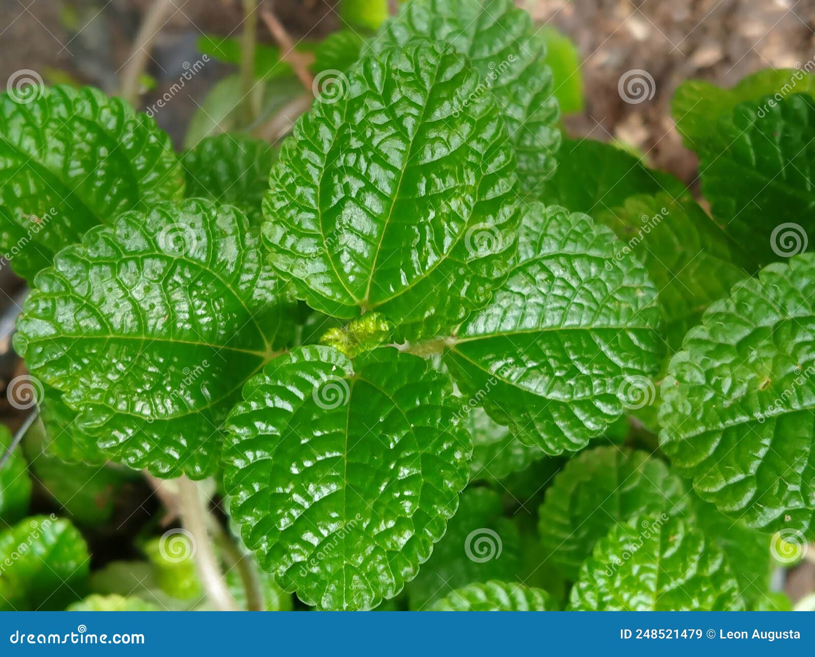 The Katus Tree in the Photo from the Angel Above Stock Image - Image of ...