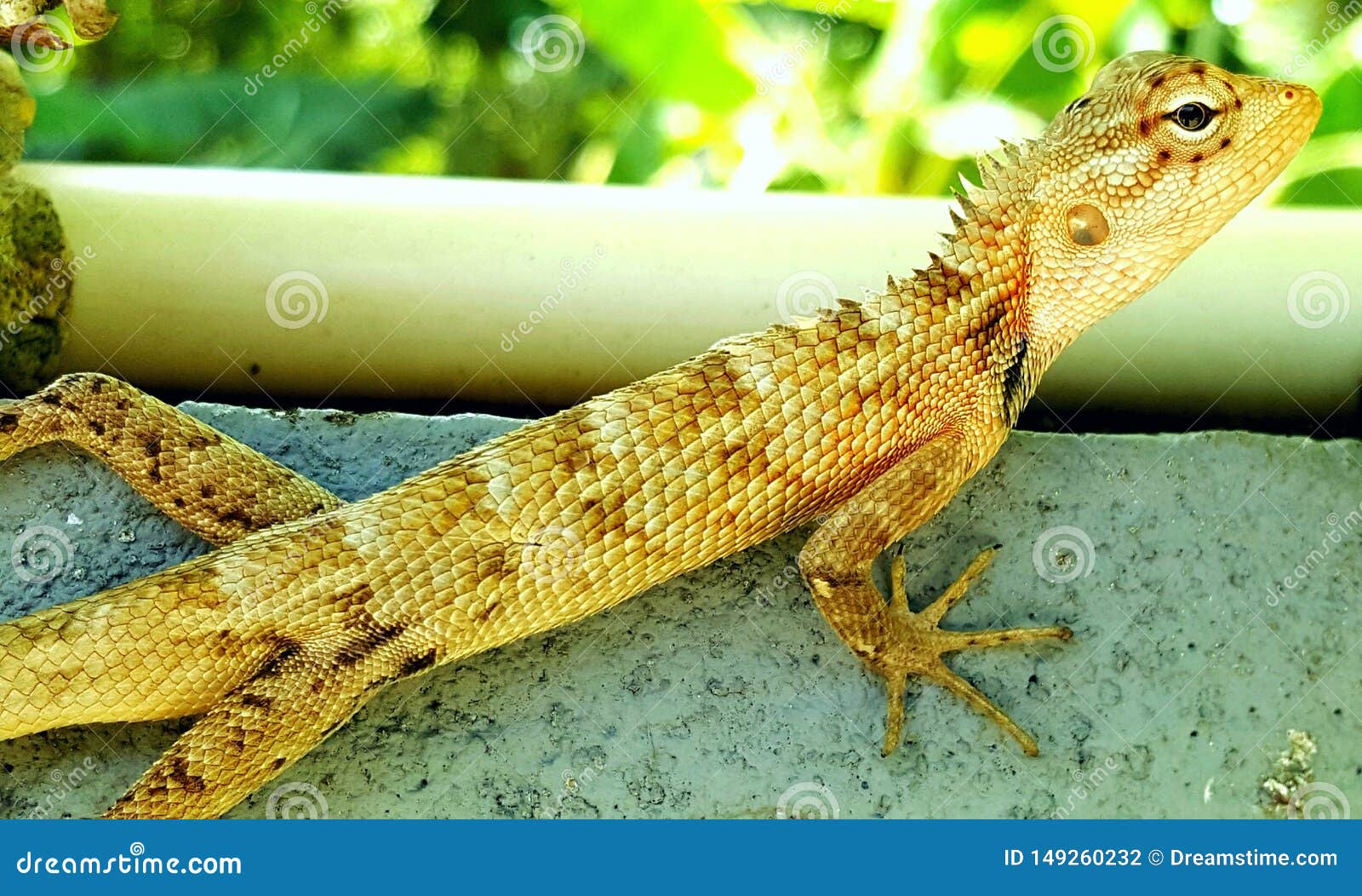 Katussa stock photo. Image of wildlife, katussa, wall - 149260232