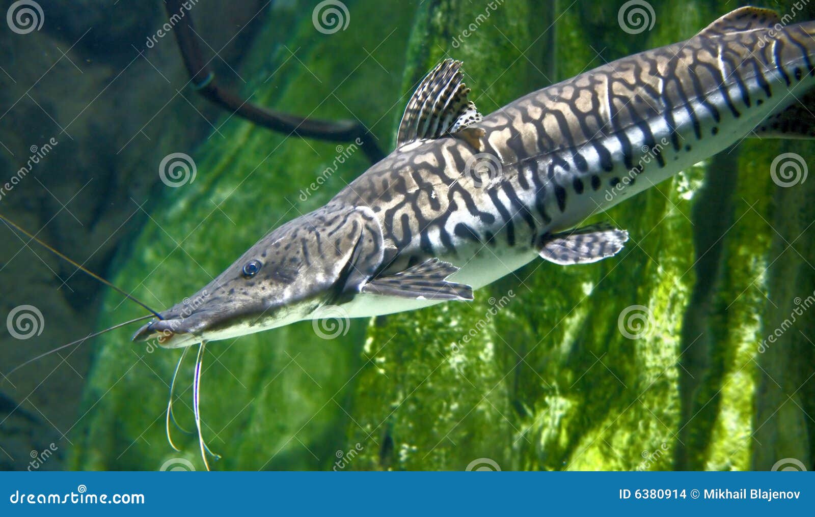 Katvis 1 Van De Tijger Shovelnose Stock Foto - Image of kieuwen, vissen ...