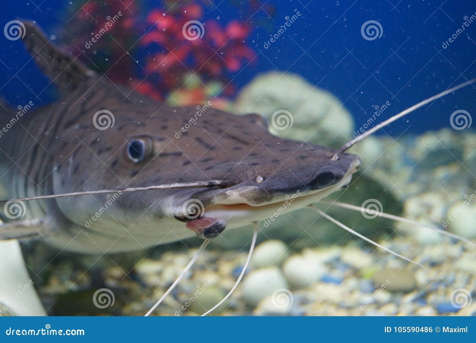 Katvis stock foto. Image of diepte, zomer, schoonheid - 105590486