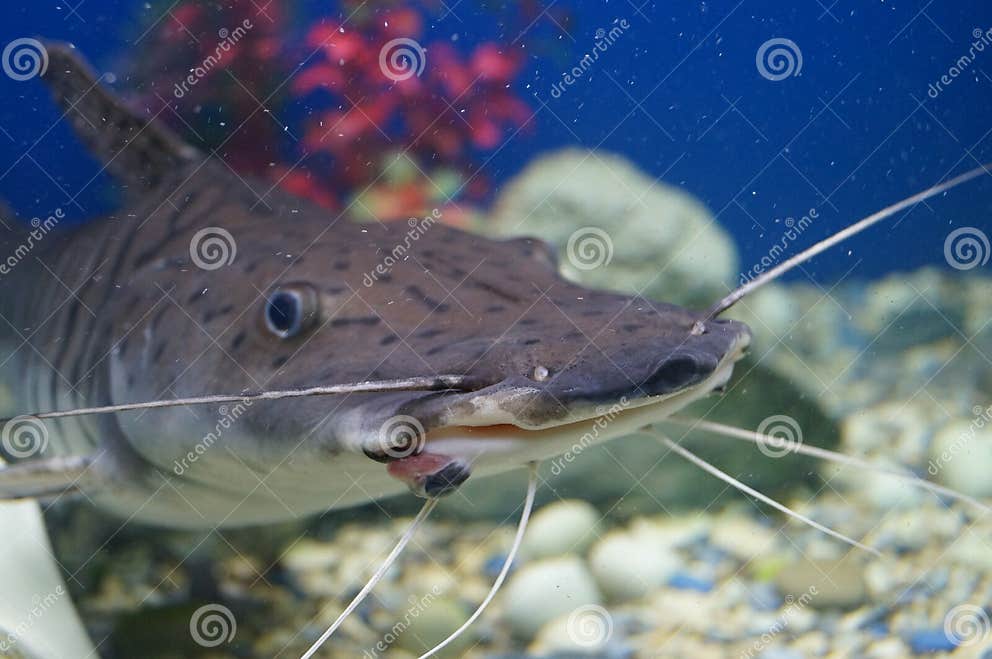 Katvis stock foto. Image of diepte, zomer, schoonheid - 105590486