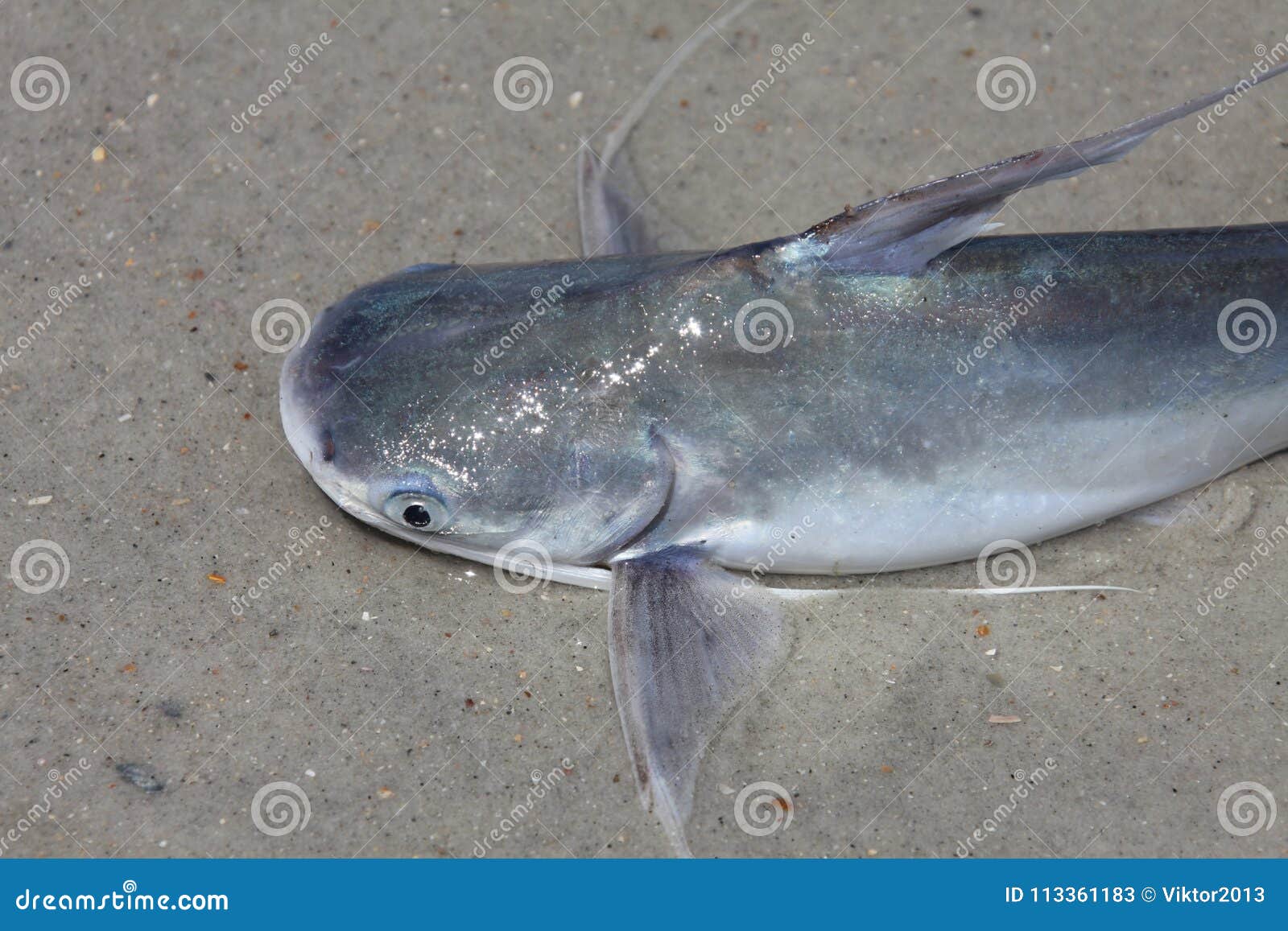 Katvis stock afbeelding. Image of nave, ondiep, wild - 113361183