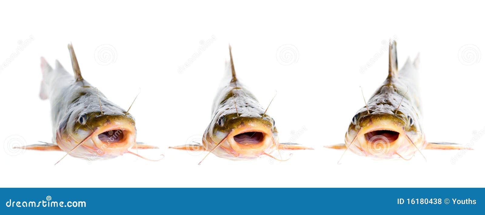 Katvis stock foto. Image of dier, donderpad, visser, groot - 16180438