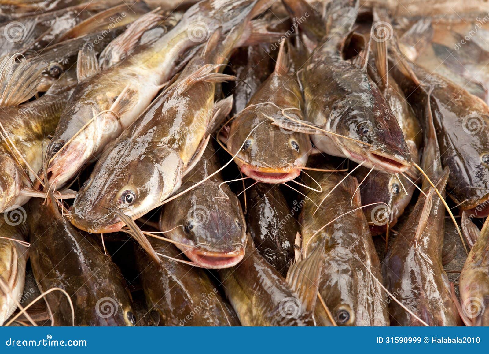 Katvis stock afbeelding. Image of donderpad, vissen, gewassen - 31590999