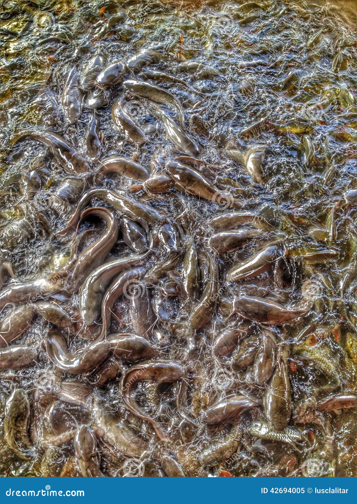 Katvis stock afbeelding. Image of rivier, vissen, katvis - 42694005