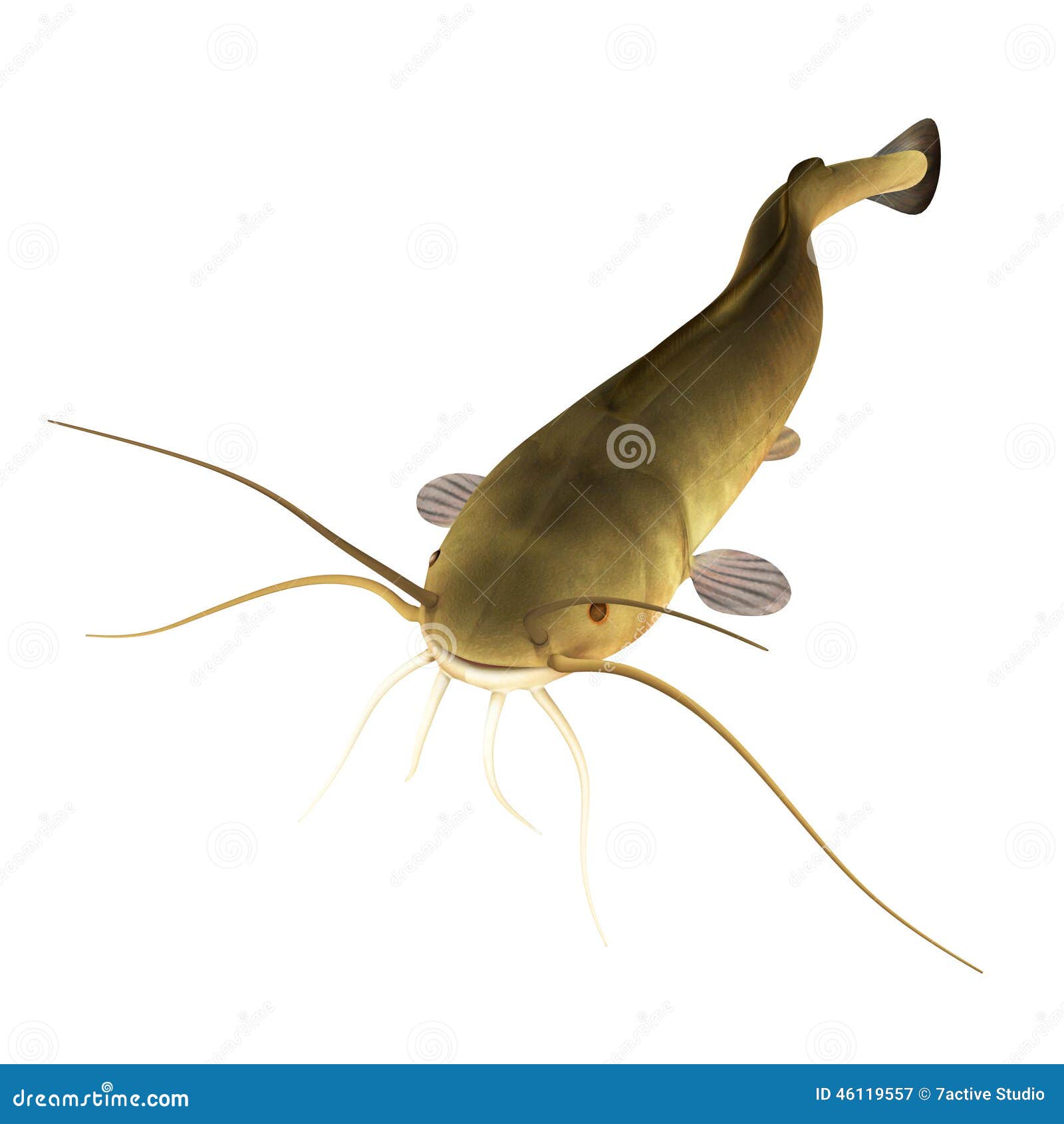 Katvis stock illustratie. Illustration of geel, katvis - 46119557