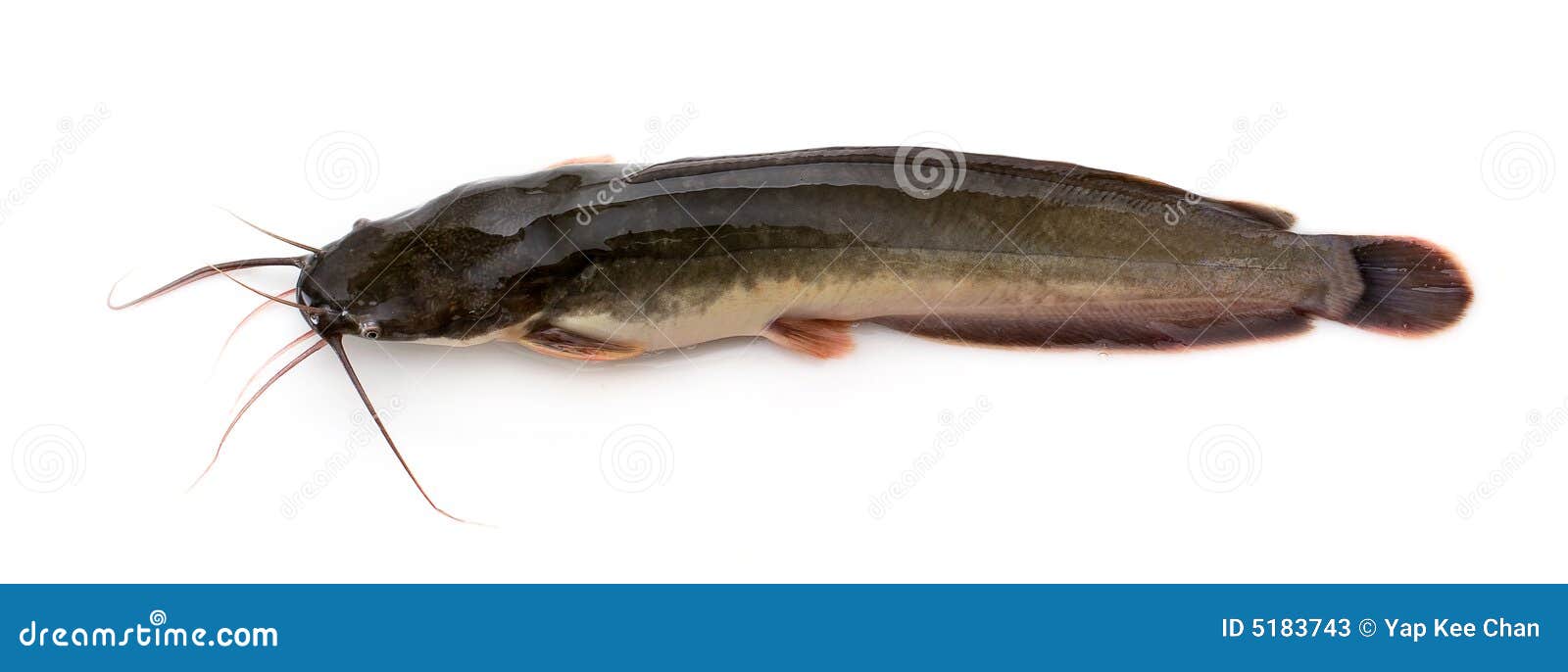 Katvis stock afbeelding. Image of staart, gezondheid, geïsoleerd - 5183743