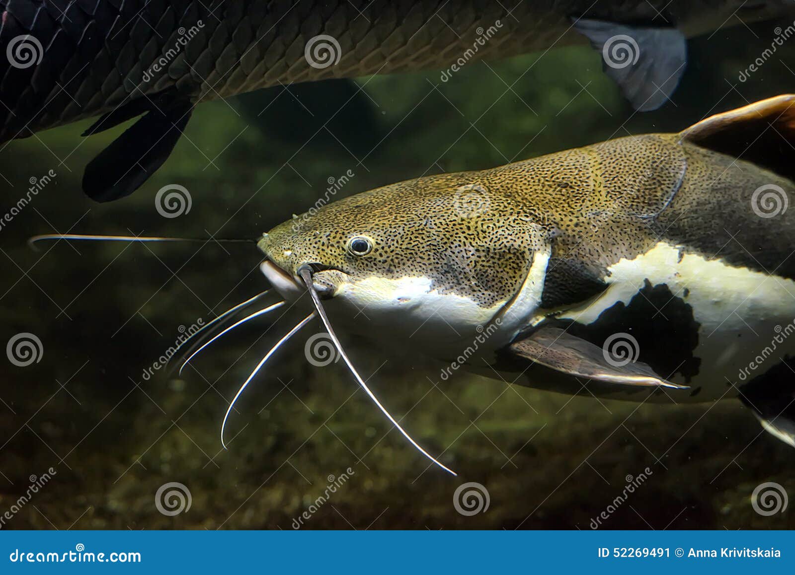 Katvis stock afbeelding. Image of huisdier, karper, aqua - 52269491