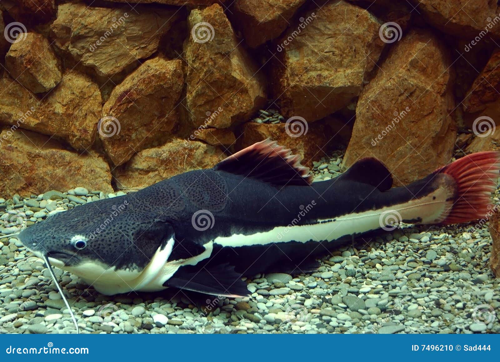 Katvis stock foto. Image of water, leven, blik, dier, onderwater - 7496210