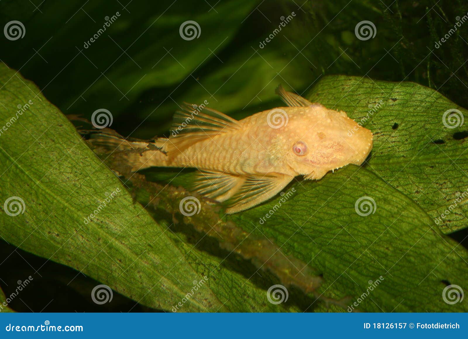 Katvis (Ancistrus Spec.) stock afbeelding. Image of groen - 18126157