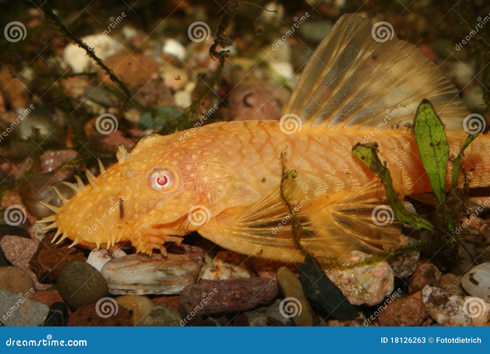 Katvis (Ancistrus Spec.) stock afbeelding. Image of zoetwater - 18126263