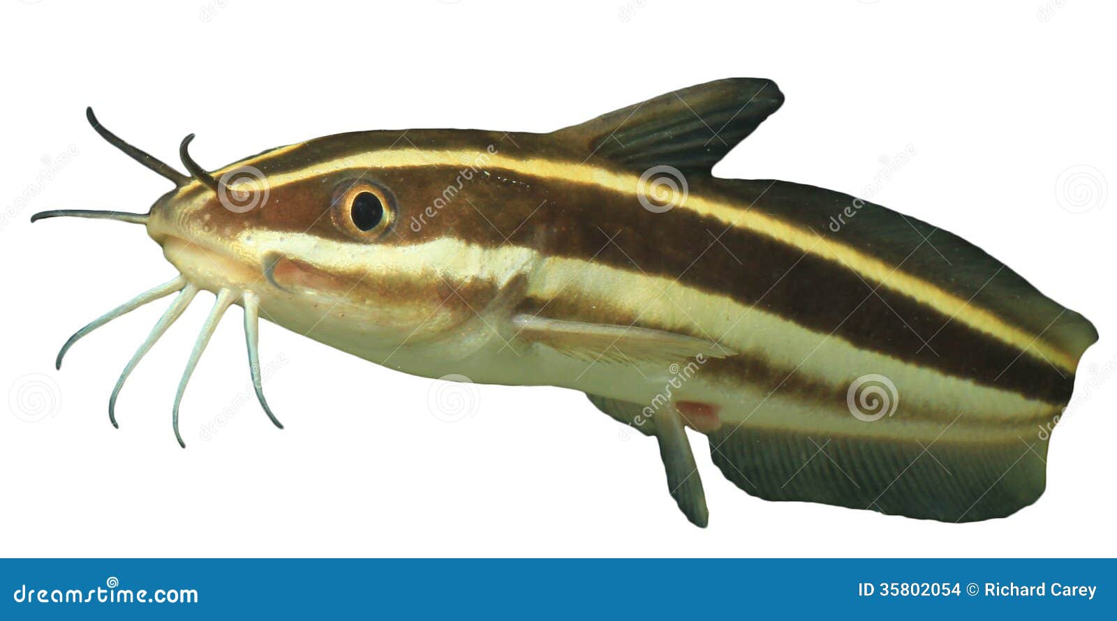 Katvis Die Op Witte Achtergrond Wordt Geïsoleerd Stock Foto - Image of ...