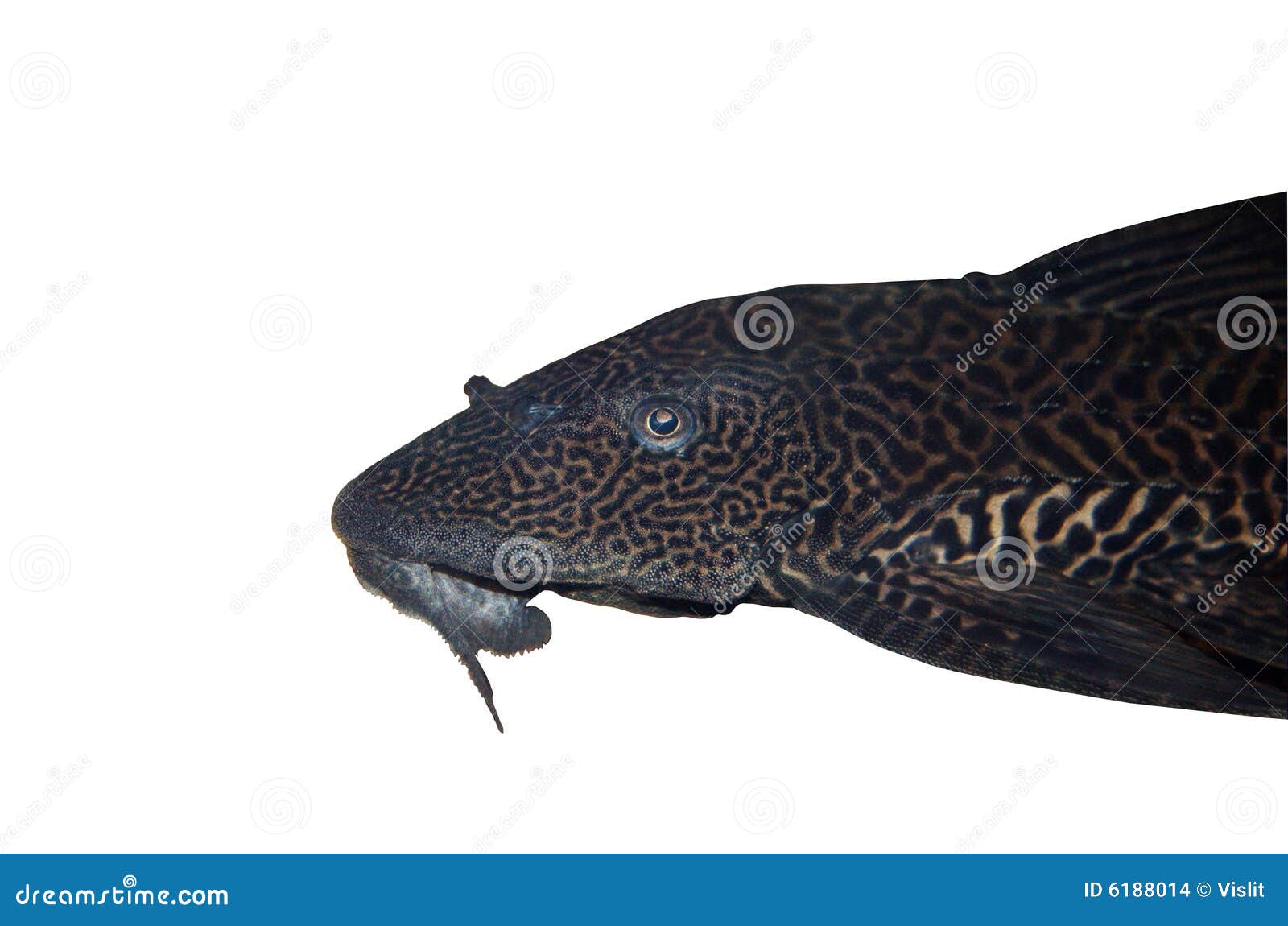 Katvis Die Over Wit Wordt Geïsoleerd? Stock Foto - Image of geïsoleerd ...