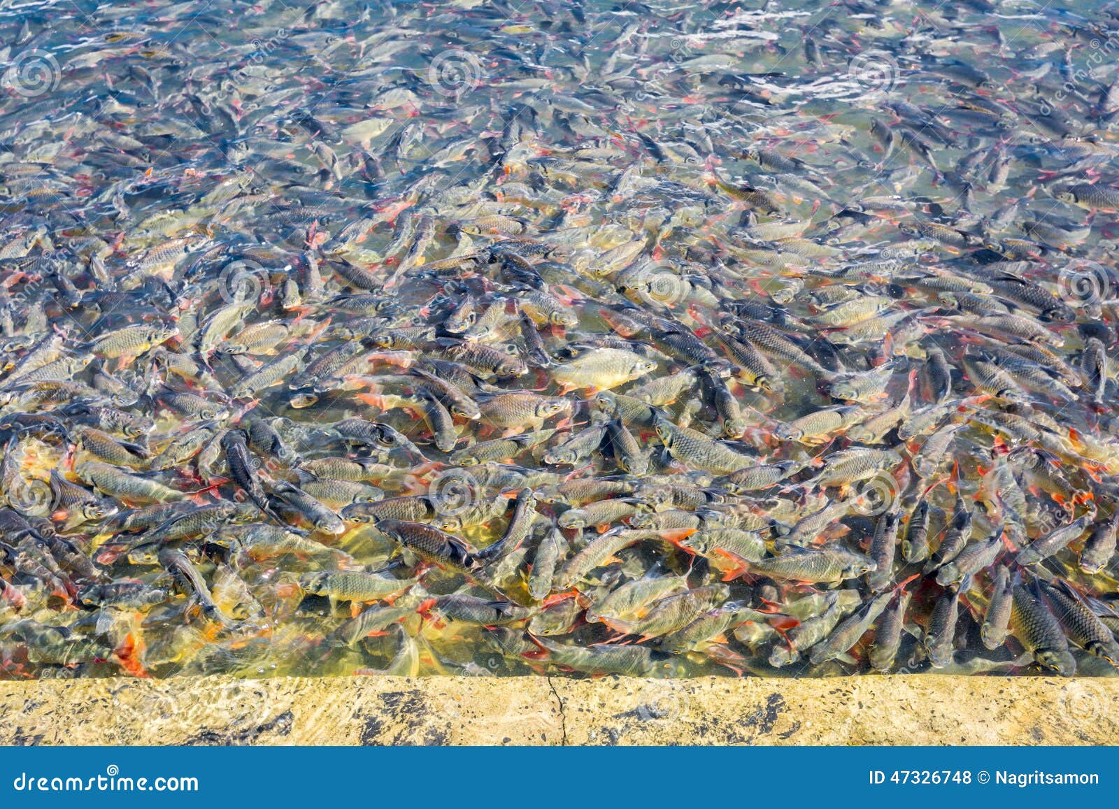 Katvis (Iriserende Haai, Gestreepte Katvis) Stock Foto - Image of ...