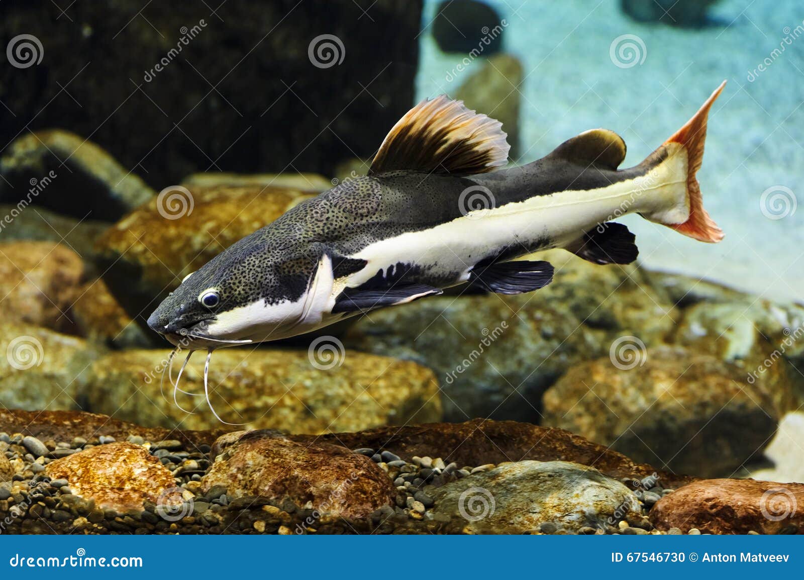 Katvis met rode vinnen stock foto. Image of kleurrijk - 67546730
