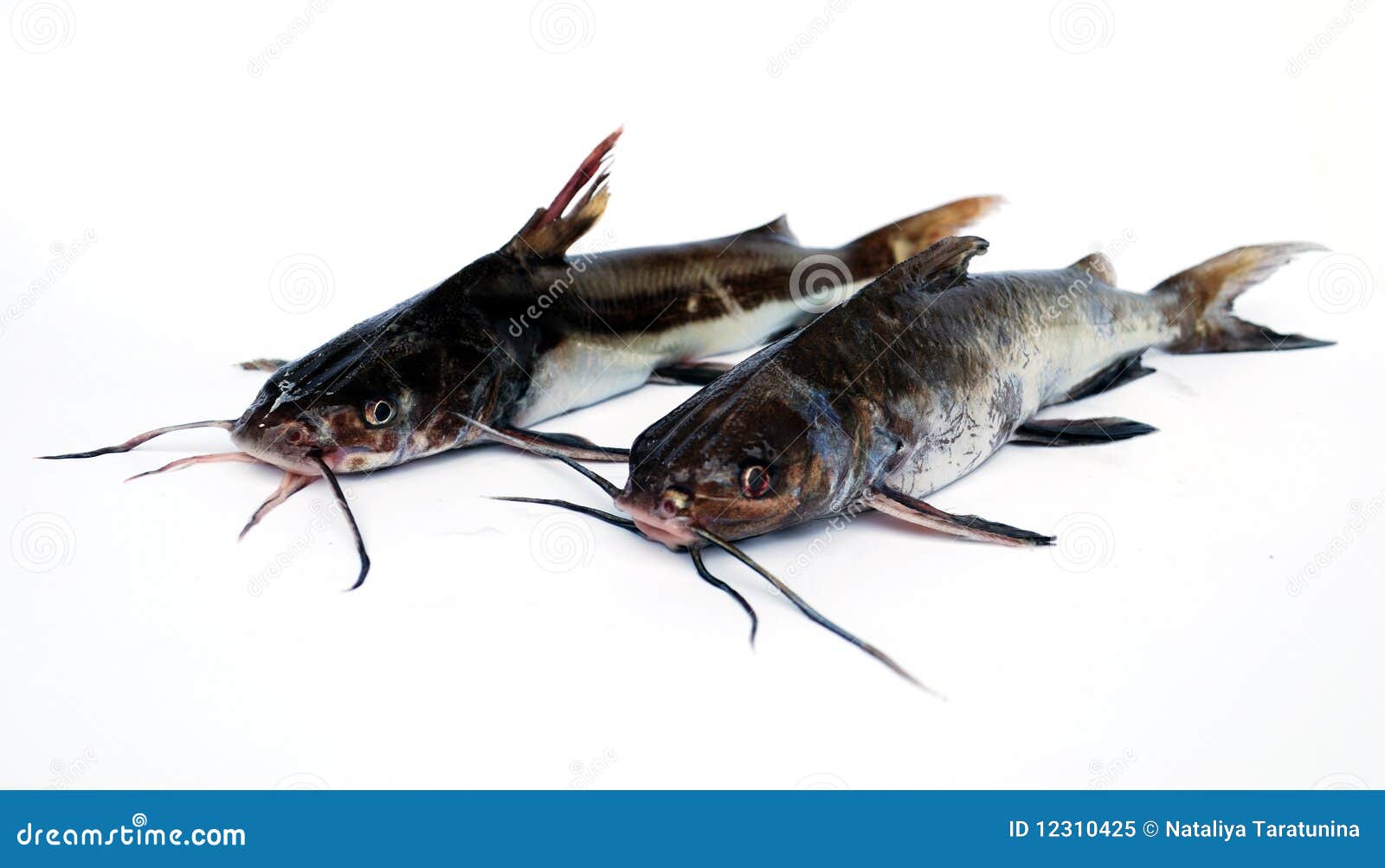 Katvissen stock afbeelding. Image of zeevruchten, snor - 12310425