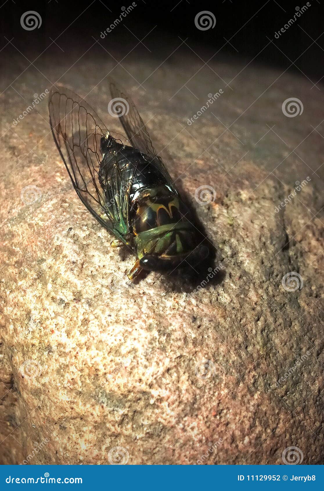 Katy bug stock photo. Image of flying, natural, outside - 11129952