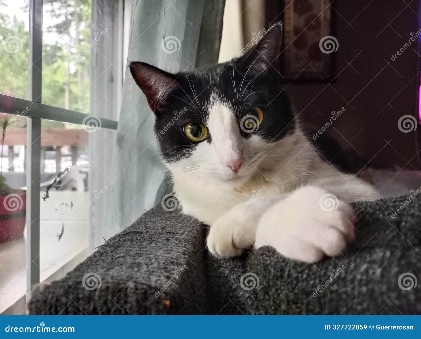 Katy Cat laying down now stock image. Image of laying - 327722059