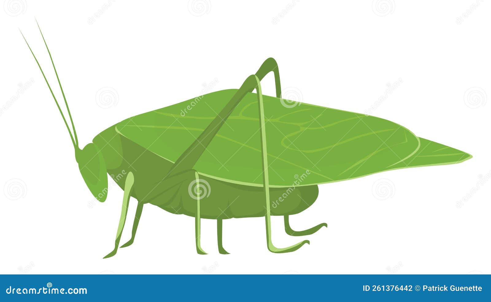 Katydid Cartoons, Illustrations & Vector Stock Images - 129 Pictures to ...