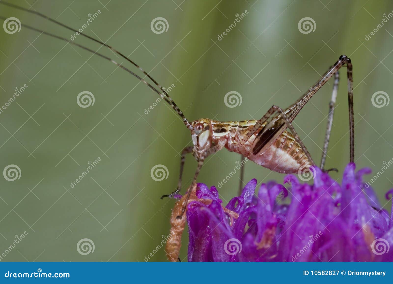 Katydid/bush Cricket On A Purple Porcupine Flower Royalty-Free Stock ...