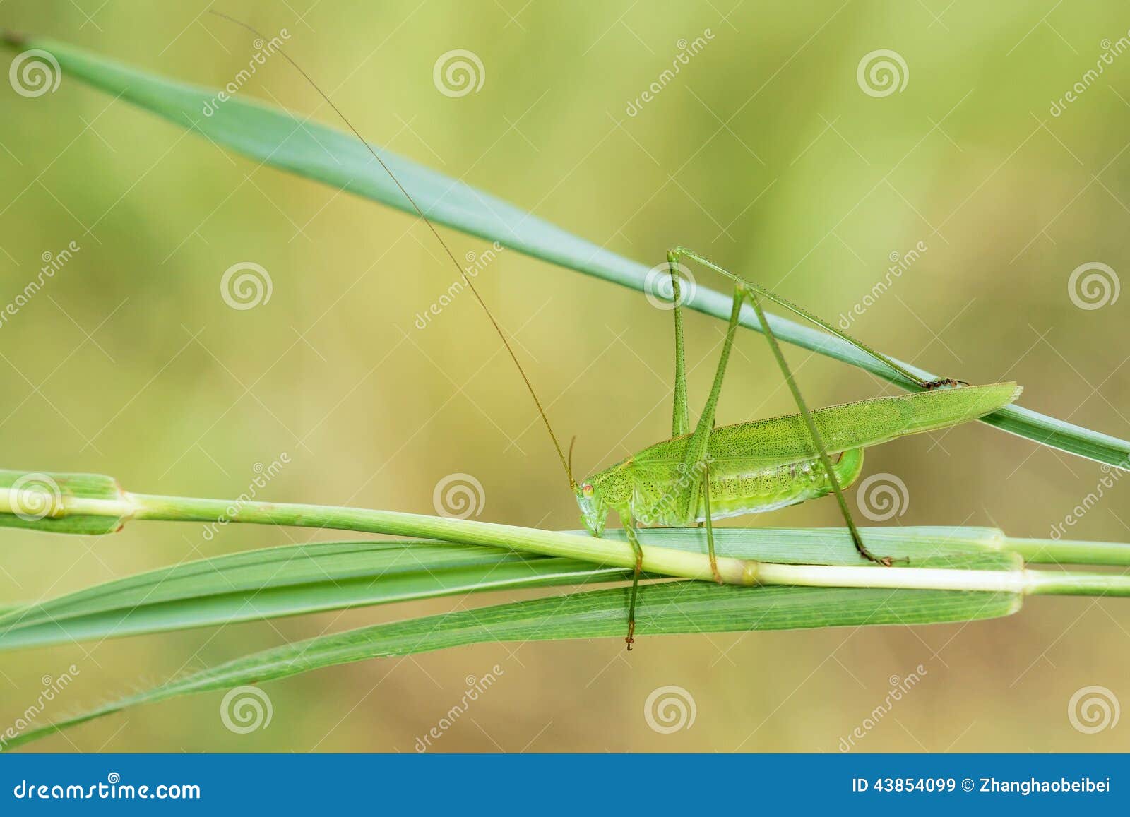 Female Katydid Is On A Green Background. Katydid Isolated. Insect On A ...