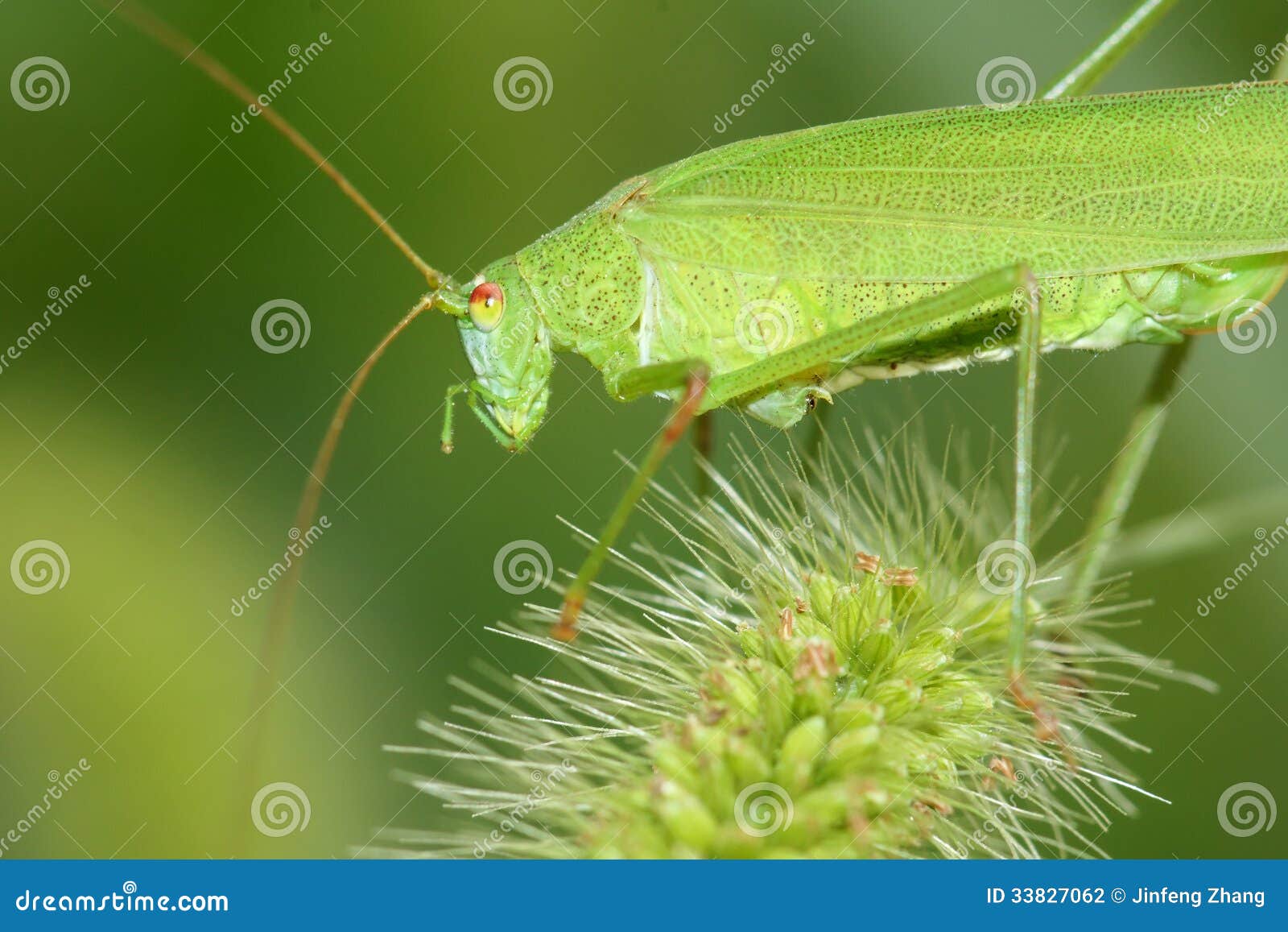 Katydid stock photo. Image of feeler, close, insect, orthoptera - 33827062