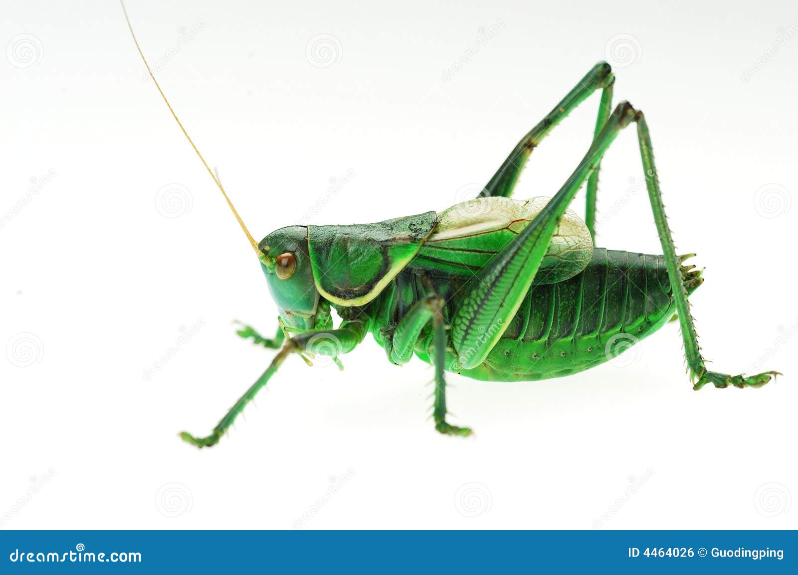 Katydid detail stock photo. Image of orthoptera, sing - 4464026