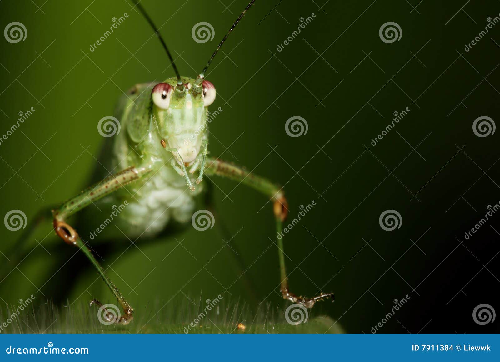 Katydid face portrait stock photo. Image of plant, foliage - 7911384