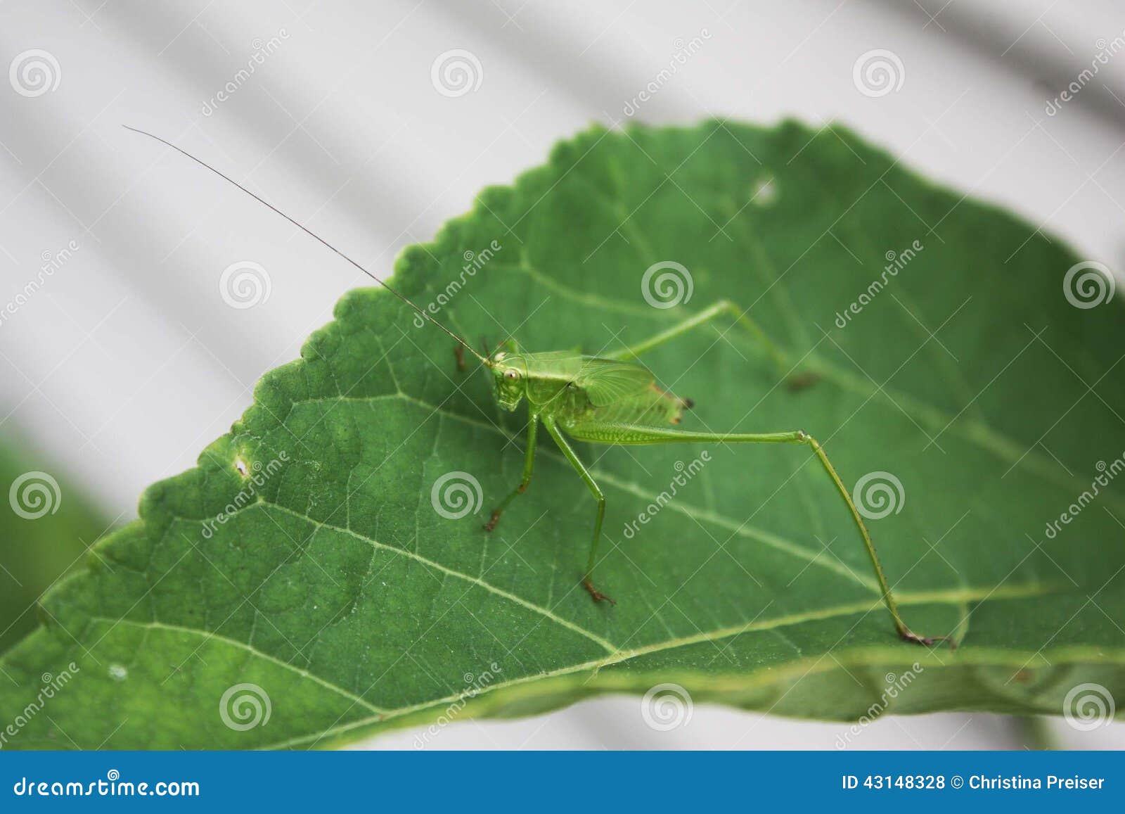 Katydid on Green Leaf stock photo. Image of garden, insect - 43148328