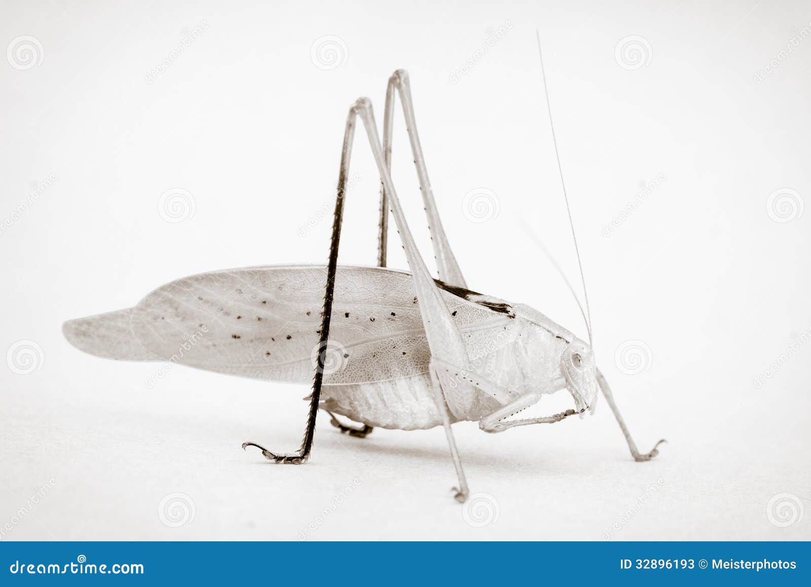 Katydid insect stock image. Image of oblongifolia, oblongwinged - 32896193