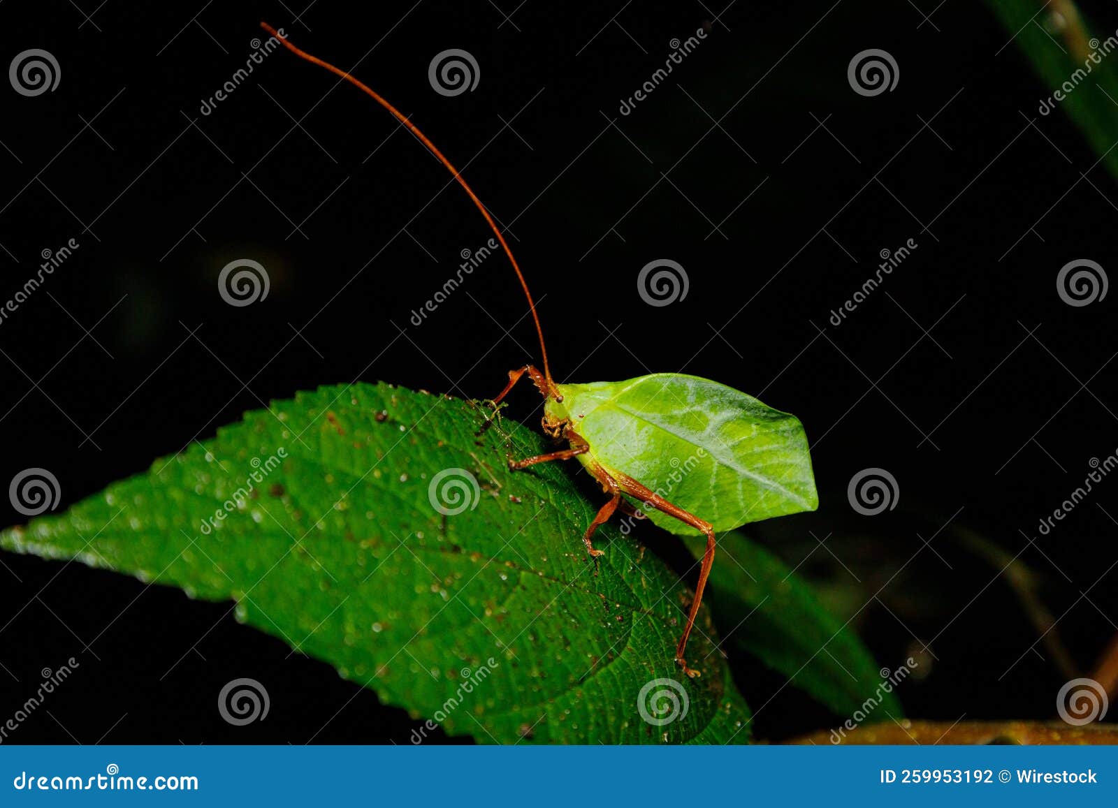 Katydid ,a Leaf Mimicking Insect Stock Photo - Image of katydid, close ...