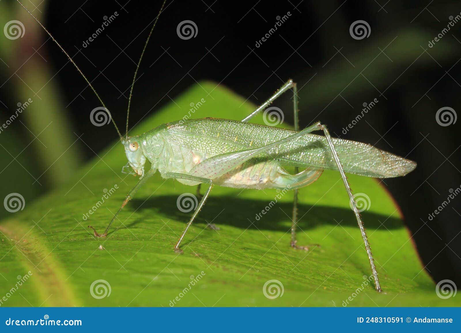 Katydid stock image. Image of katydid, south, grasshopper - 248310591