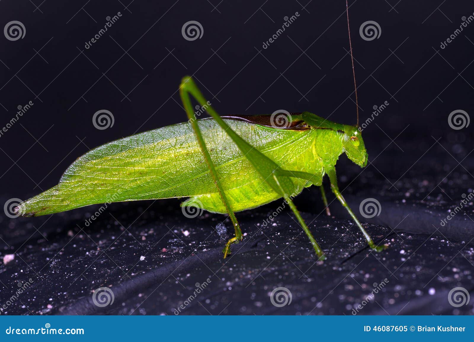 Katydid stock image. Image of insecta, beast, grass, entomology - 46087605