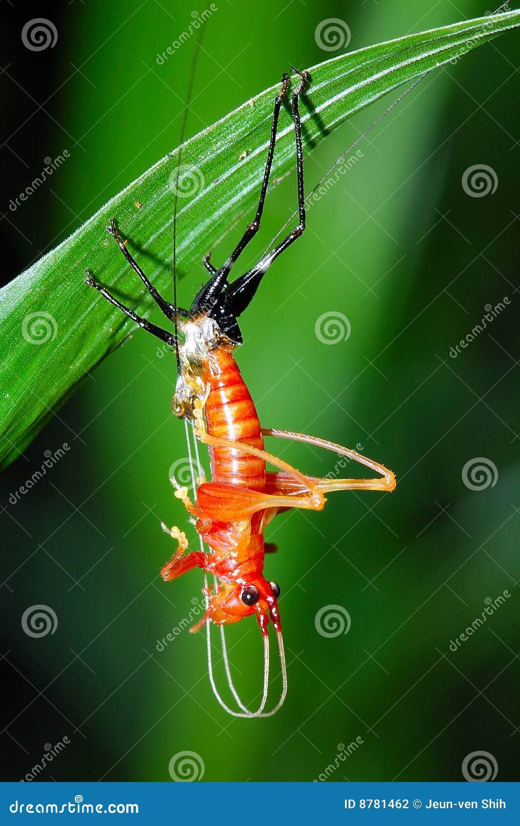 Katydid Molting stock photo. Image of macro, insect, wildlife - 8781462