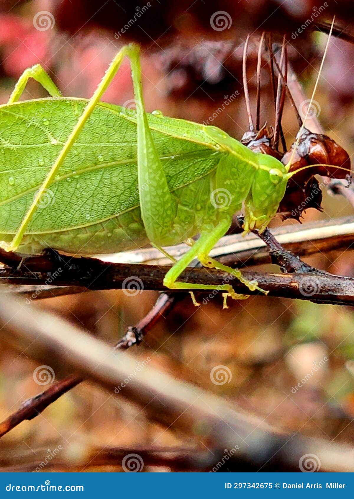 Katydid Nature Bug Art Abstract Stock Image - Image of nature, abstract ...