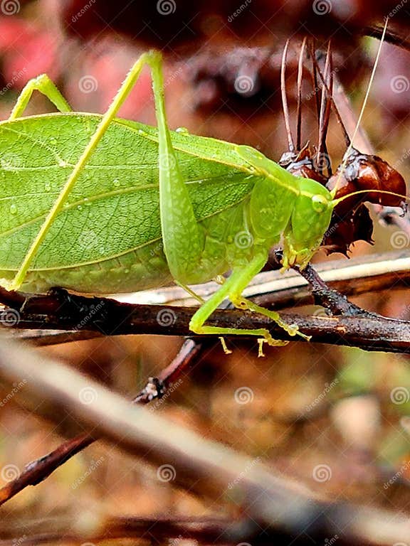 Katydid Nature Bug Art Abstract Stock Image - Image of nature, abstract ...