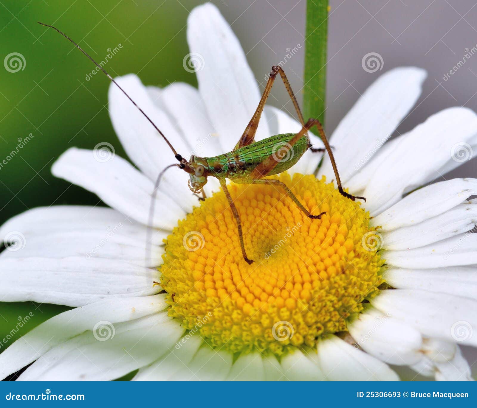 Katydid Nymph stock image. Image of fauna, wilderness - 25306693