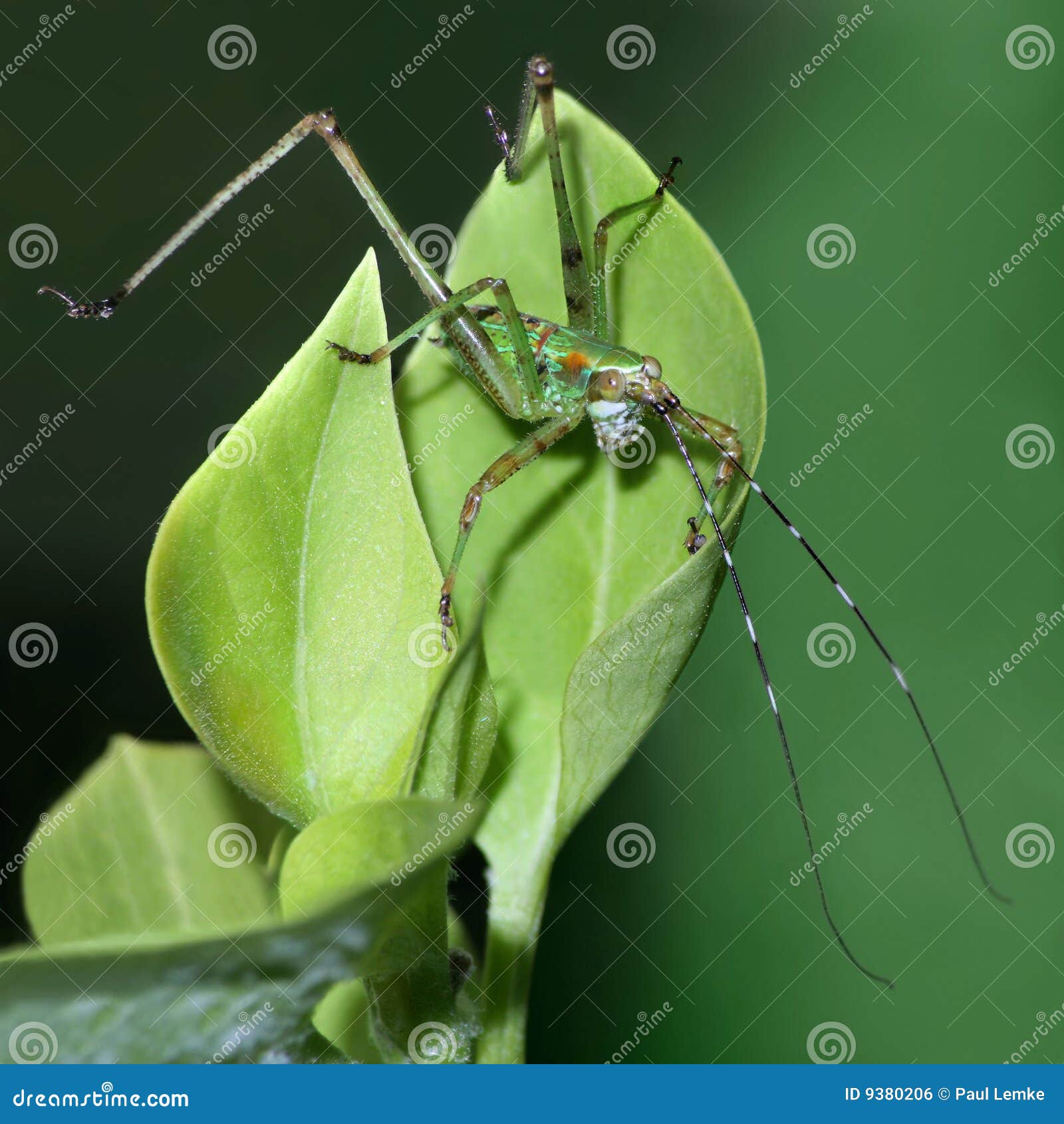 Katydid Nymph stock photo. Image of animal, tailed, creature - 9380206