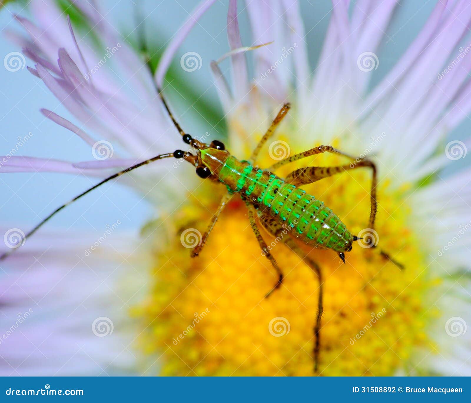 Katydid Nymph stock photo. Image of outdoor, nymph, garden - 31508892