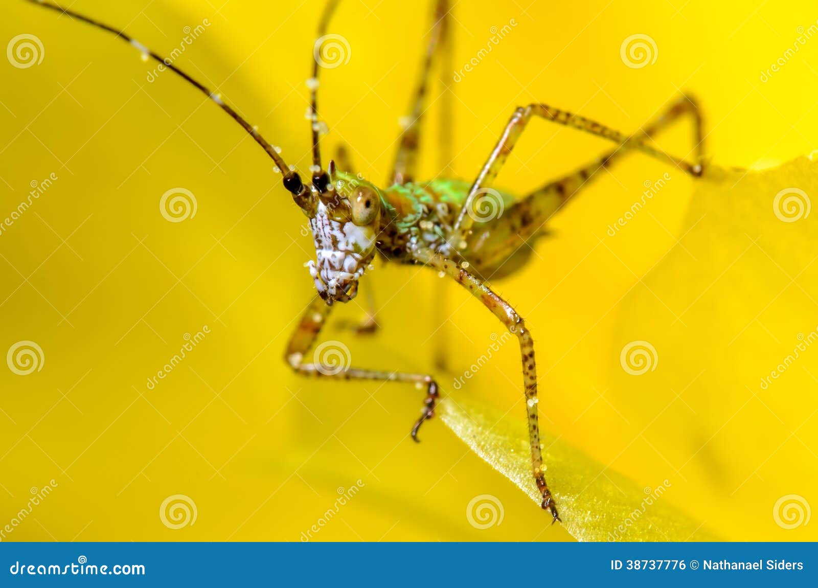 Katydid Nymph stock photo. Image of close, spring, bloom - 38737776