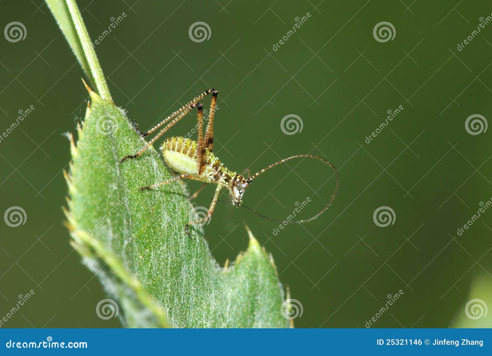Katydids stock photo. Image of insects, natural, macro - 25321146