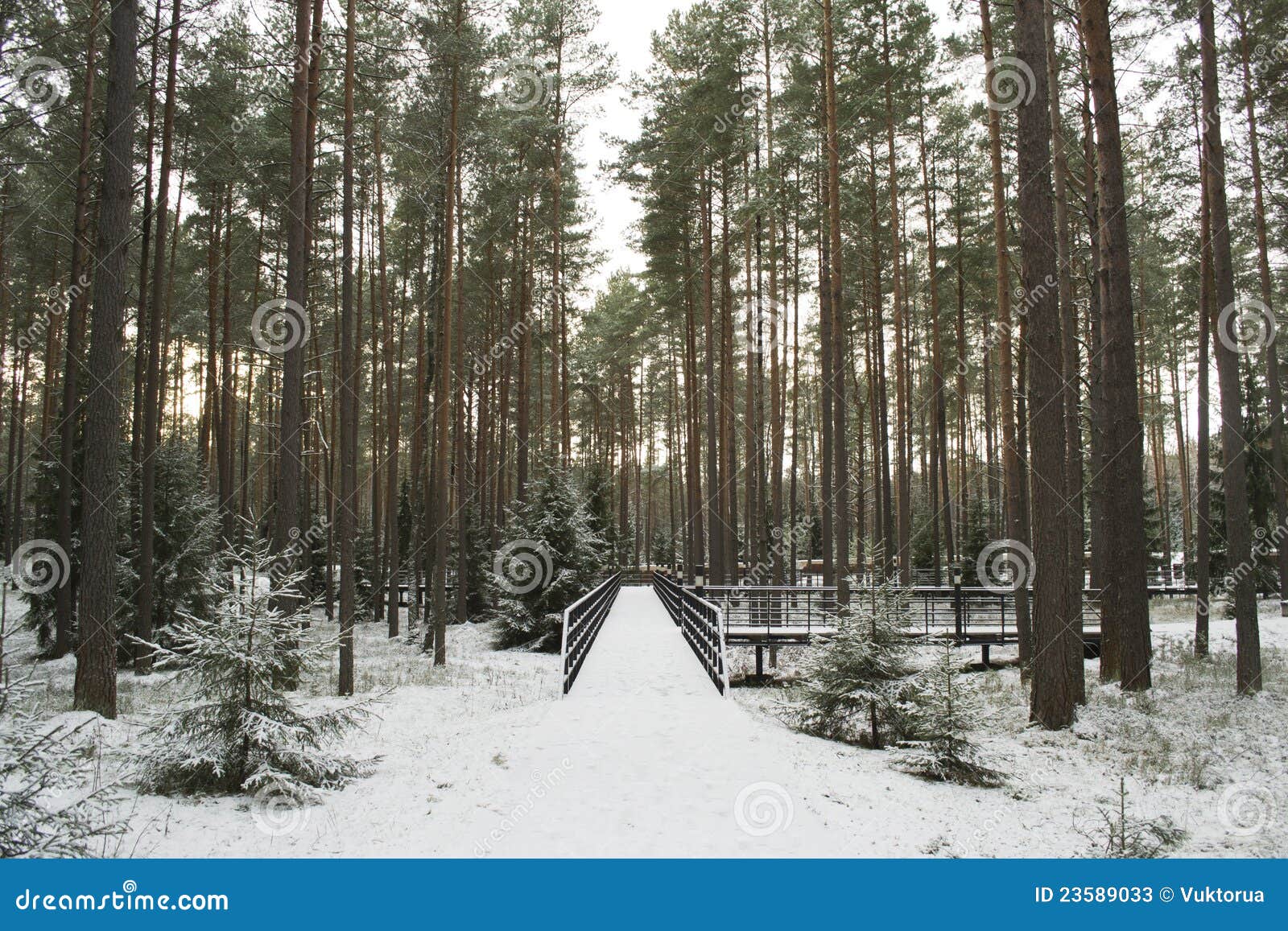 The Katyn forest stock image. Image of felony, massacre - 23589033